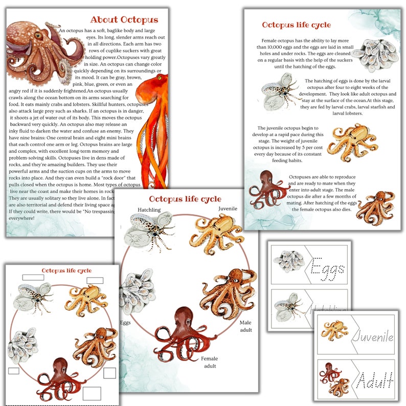 Octopus Mini Unit Study, Octopus Printable Puzzle, Octopus Activities ...