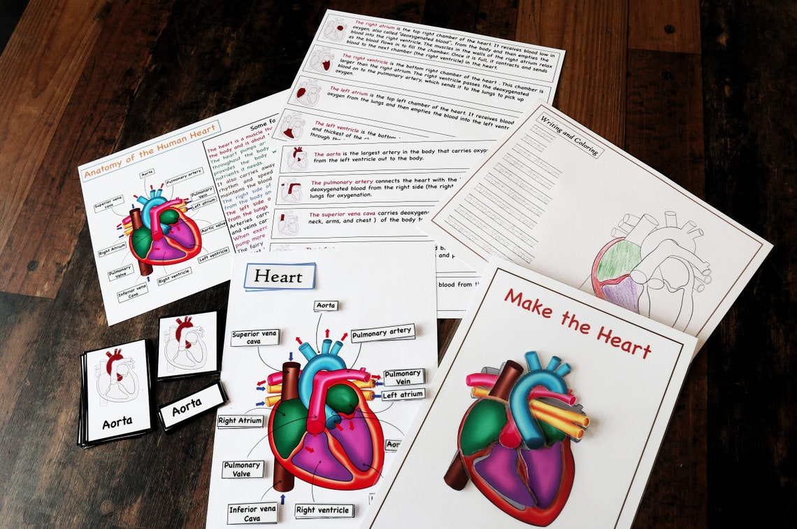 Human Heart Anatomy Printable Activity Heart Puzzle Heart - Etsy