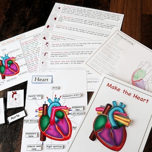 Human Heart Anatomy Printable Activity, Heart Puzzle, Heart ...
