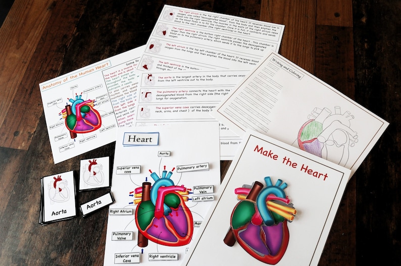 Human Heart Anatomy Printable Activity Heart Puzzle Heart - Etsy UK