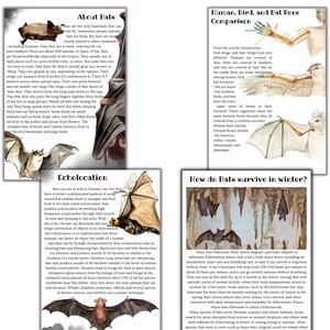Bat Mini Unit Study, Bat Anatomy, Bat Life Cycle, Bats Poster Watecolor ...