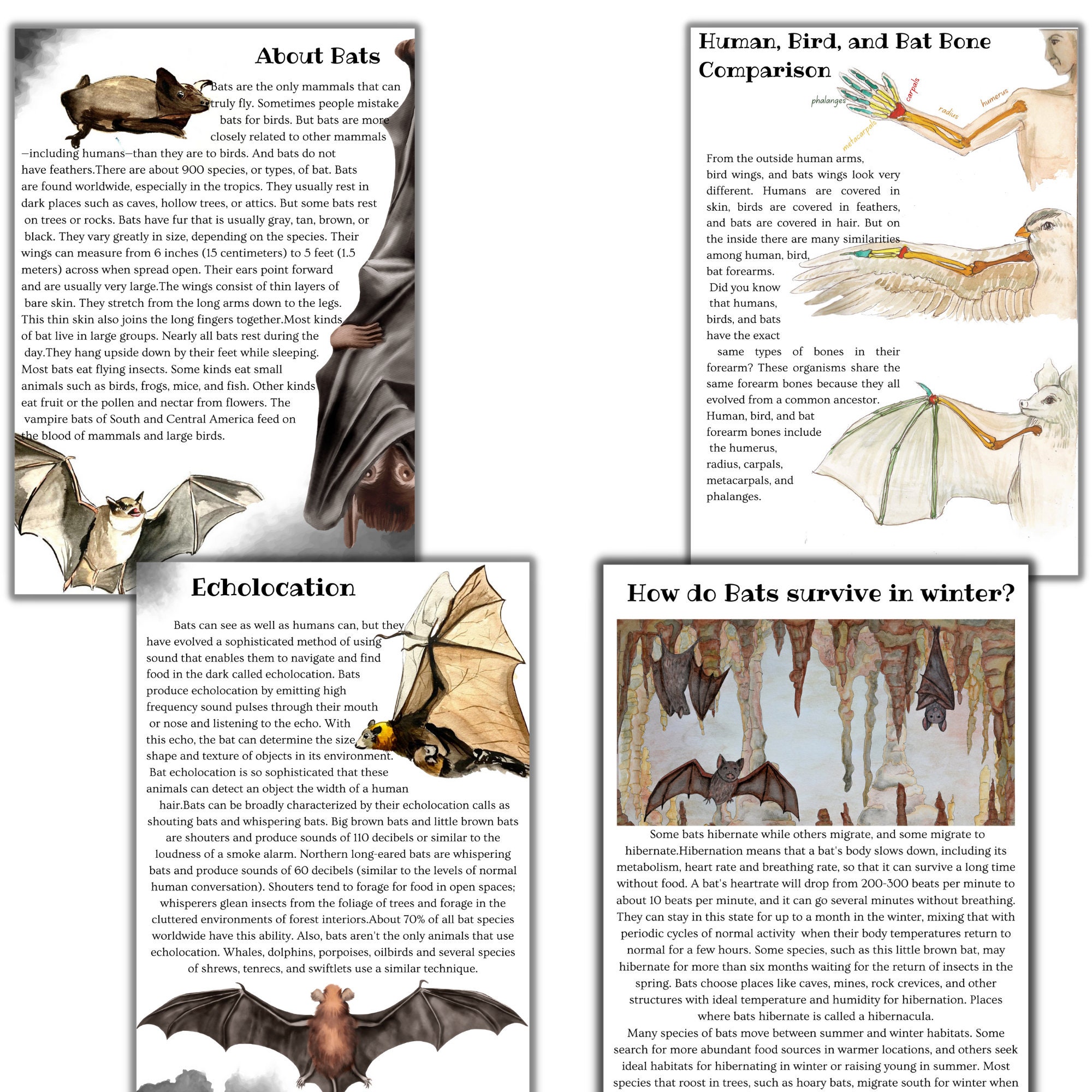 Bat Mini Unit Study, Bat Anatomy, Bat Life Cycle, Bats Poster Watecolor ...