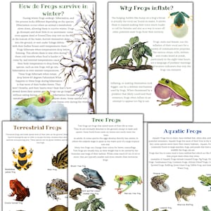 Amphibian Unit Study, Frogs Unit Study, Frogs 3 Part Cards, Frog ...