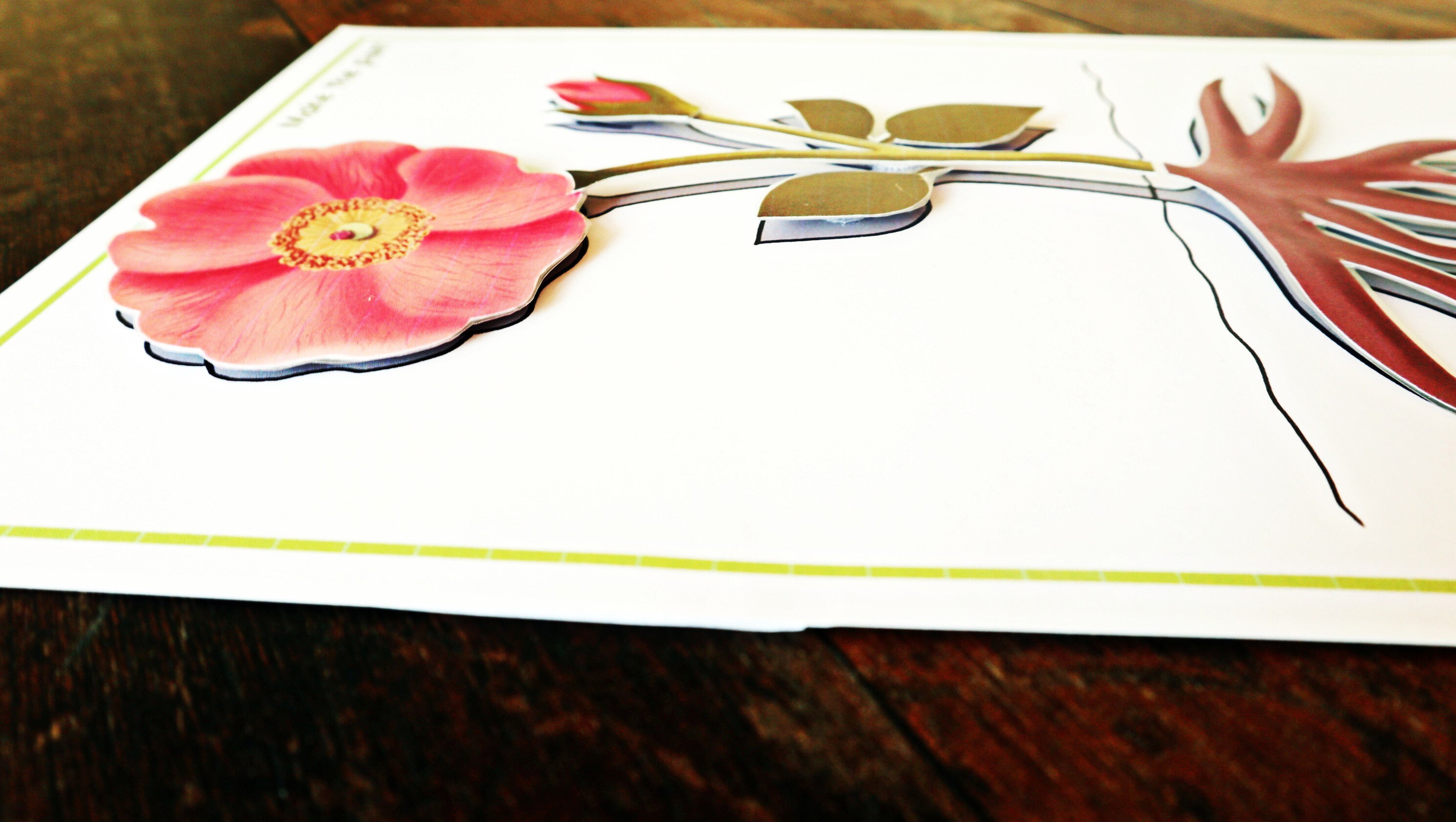 Partes de una planta, anatomía de una planta, tarjetas de 3 partes de ...