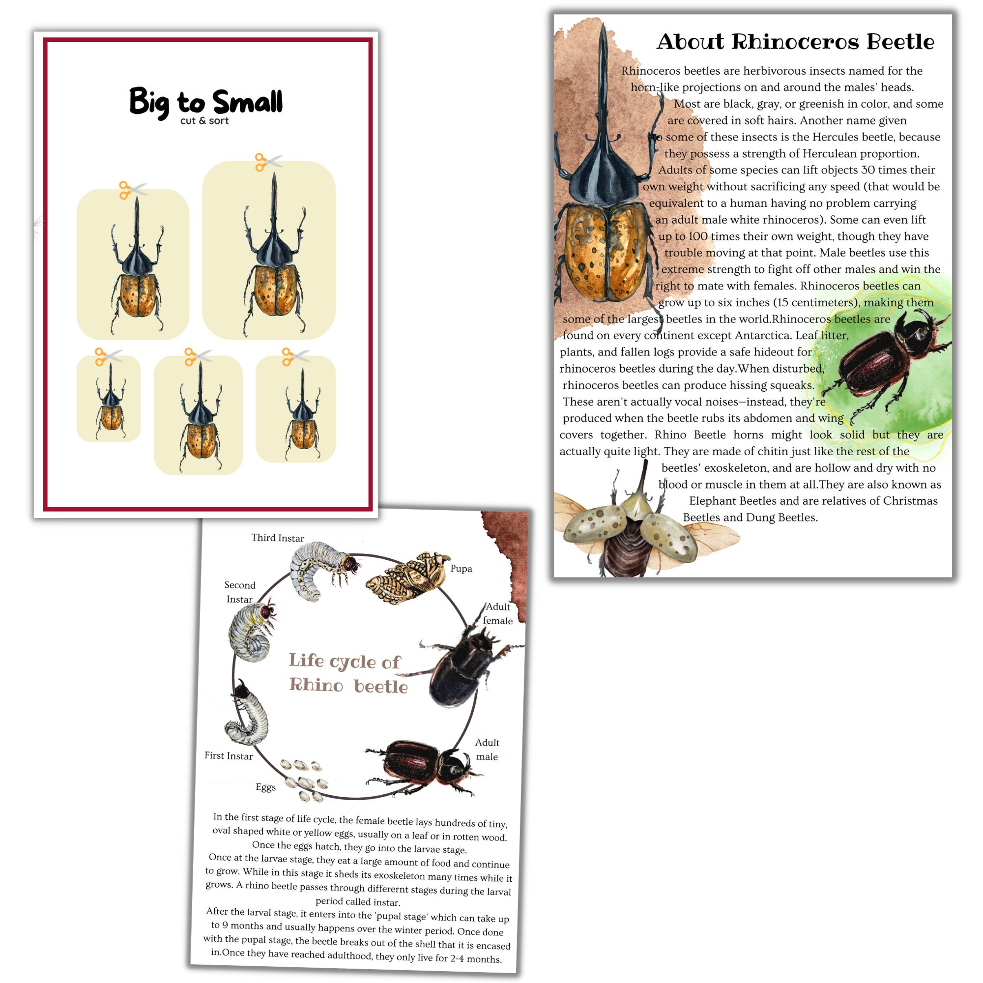 Stag Beetle Mini Unit, Rhinoceros Beetle Mini Unit, Stag Beetle ...