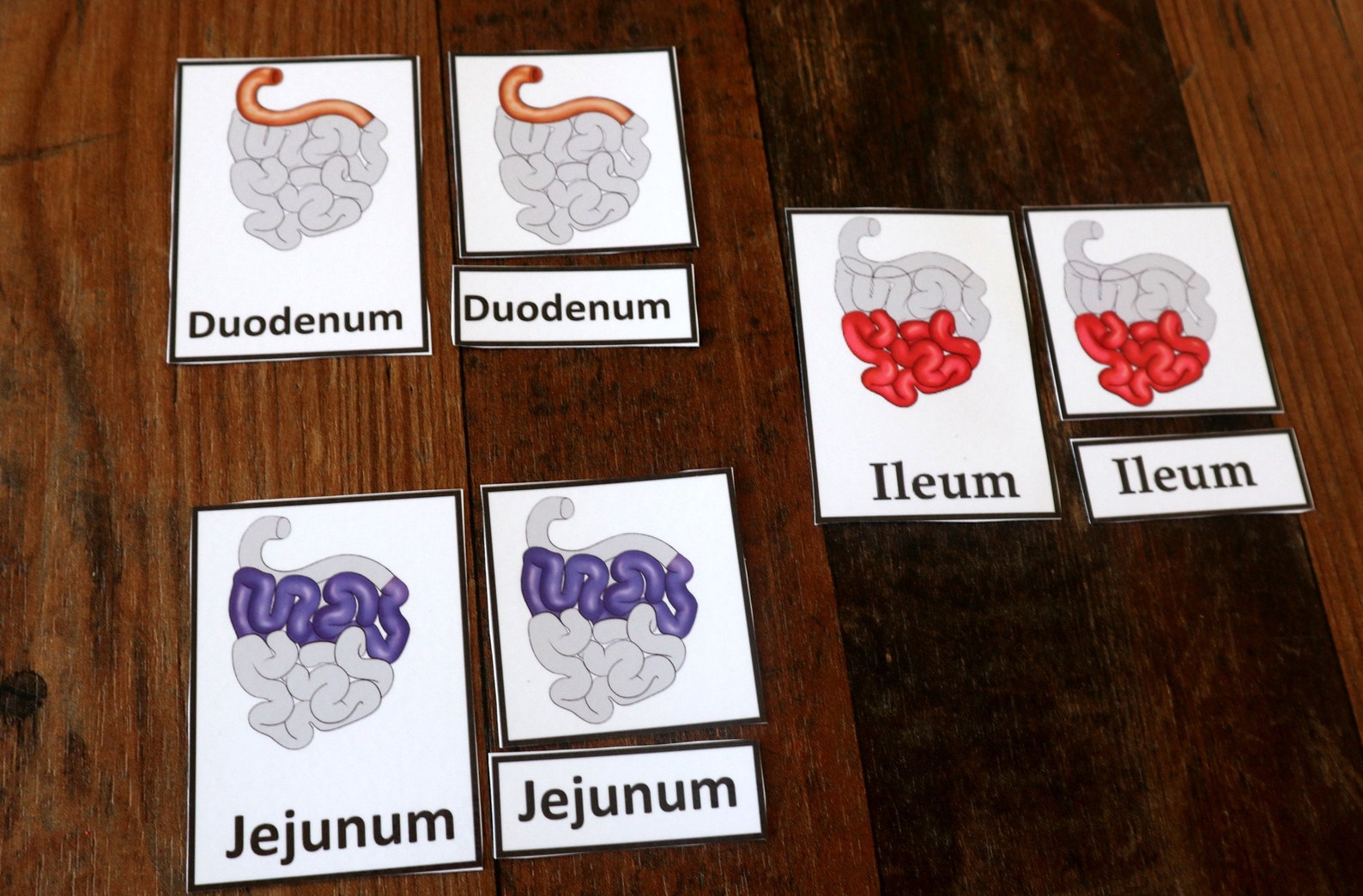 Human Small Intestines Anatomy Printable Activity, Small Intestines ...