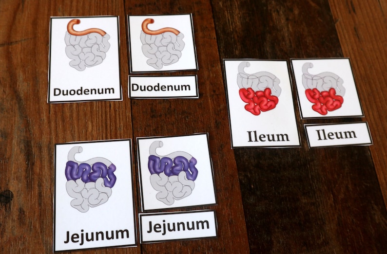 Human Small Intestines Anatomy Printable Activity, Small Intestines ...