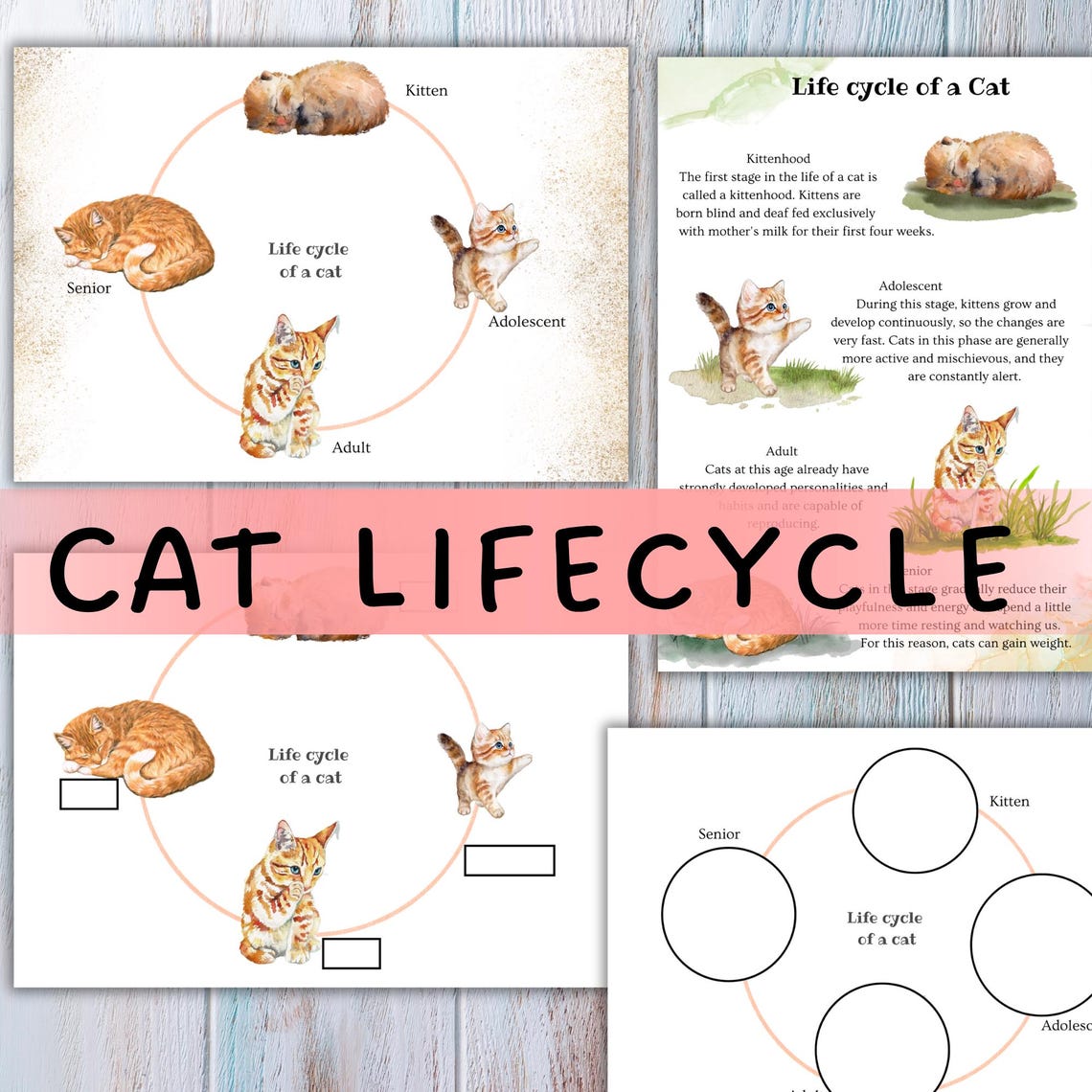 CAT LIFE CYCLE, Nature Unit, Homeschool Printable, Lesson Plan, Cat ...