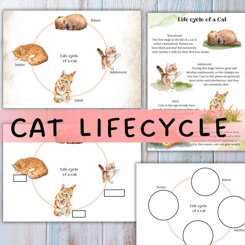 CAT LIFE CYCLE, Nature Unit, Homeschool Printable, Lesson Plan, Cat ...