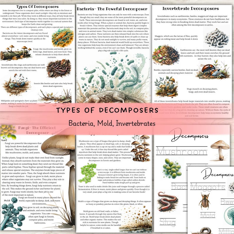 Decomposers Unit Study, Fungi Unit, Nature Study, Food Chain, Ecology ...