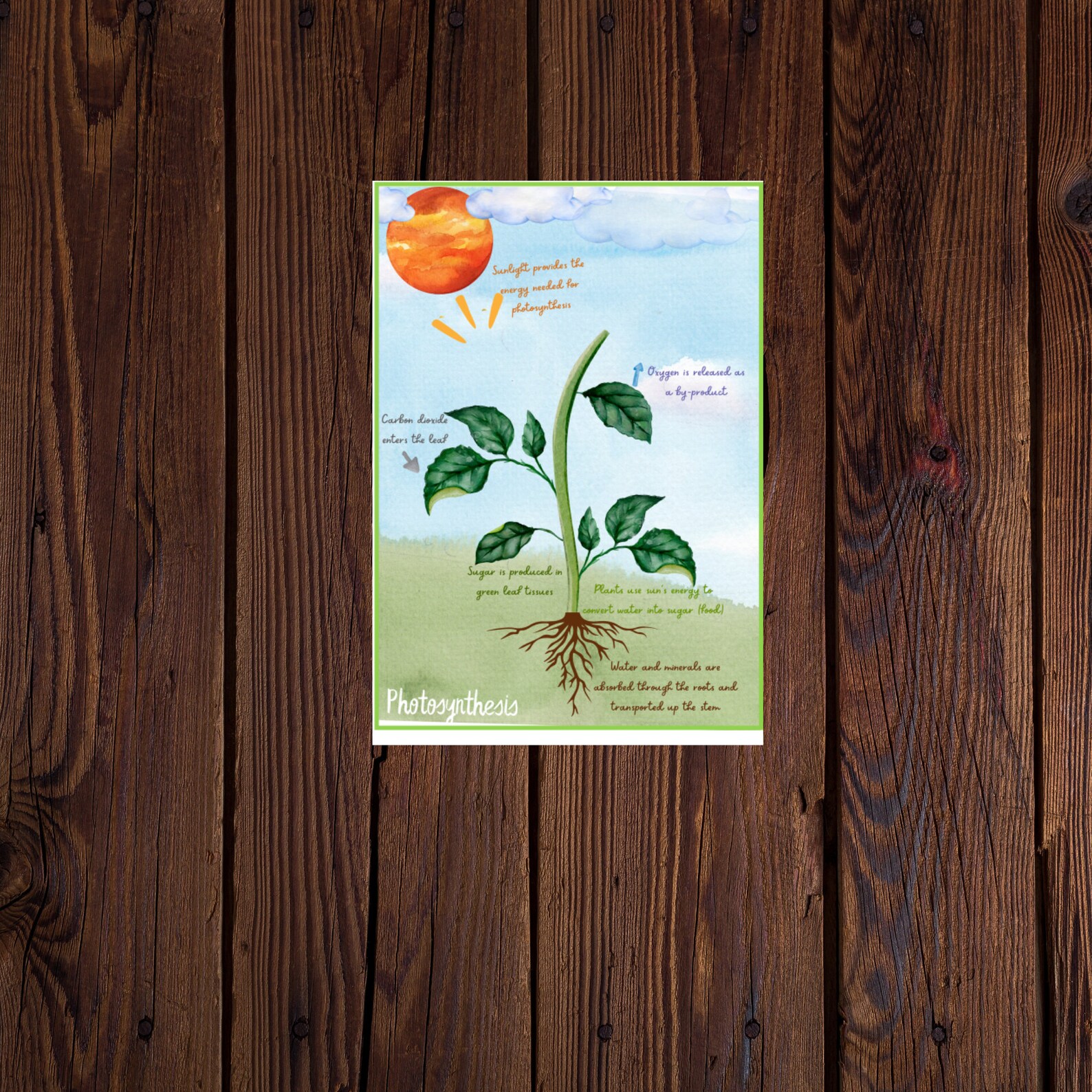 Photosynthesis Printable Nature Study Plant Study - Etsy