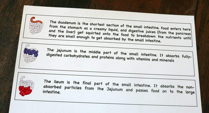 Human Small Intestines Anatomy Printable Activity, Small Intestines ...