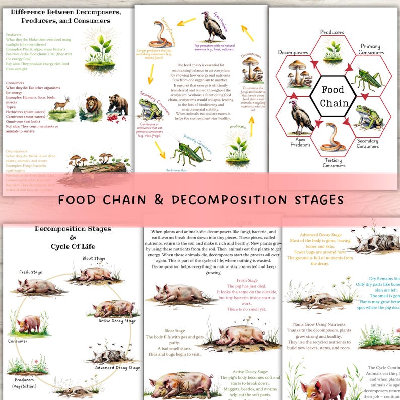 Decomposers Unit Study, Fungi Unit, Nature Study, Food Chain, Ecology ...