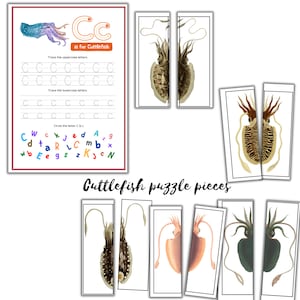 Cuttlefish Mini Unit, Cuttlefish Printable Activities, Cuttlefish Life ...