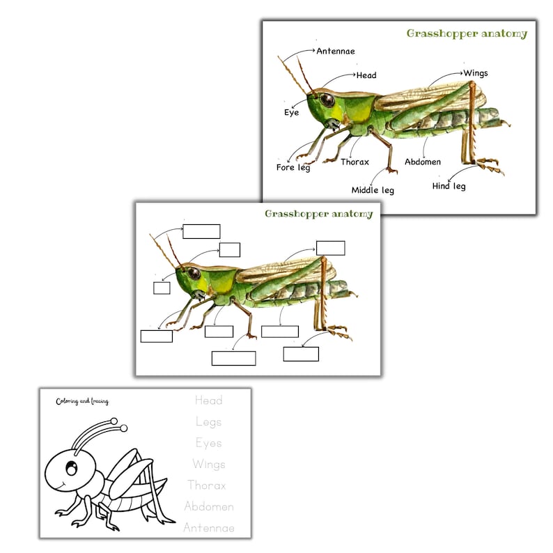 Grasshopper Mini Unit Study, Grasshopper Activities, Insects Study ...