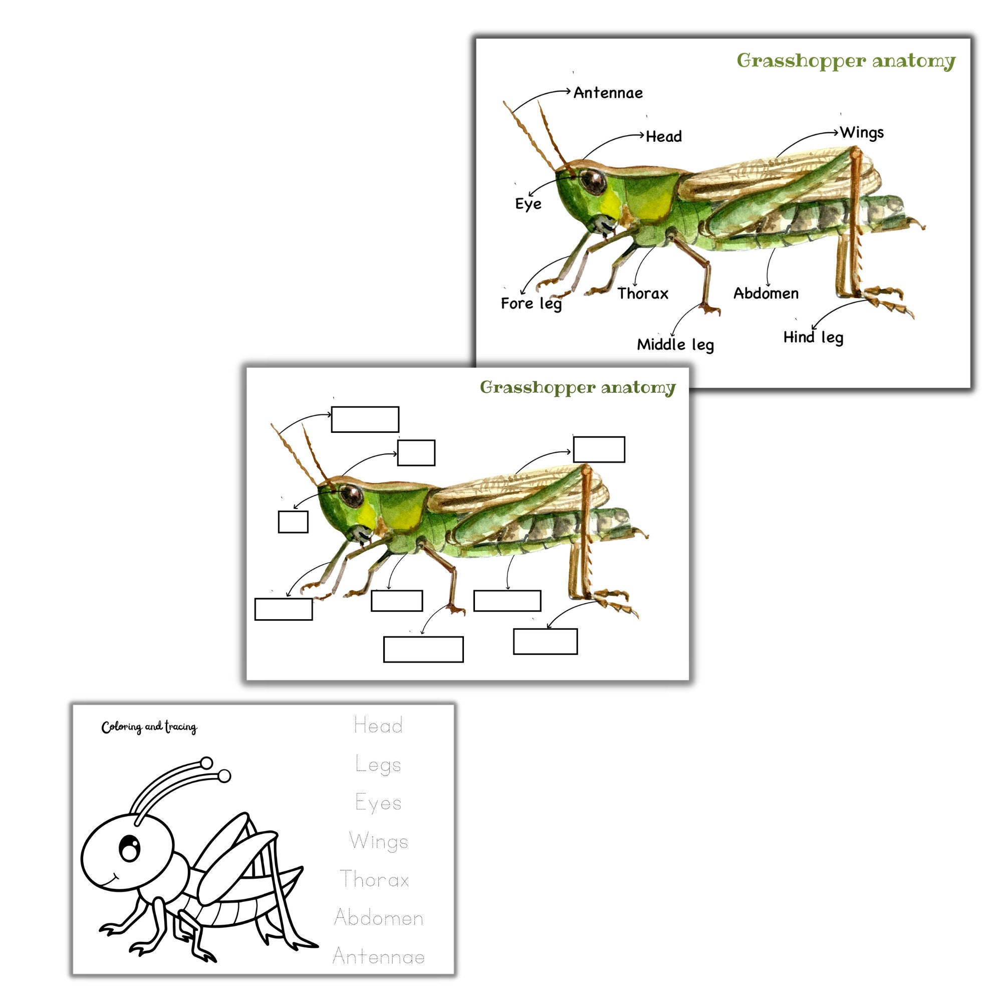 Grasshopper Mini Unit Study, Grasshopper Activities, Insects Study ...