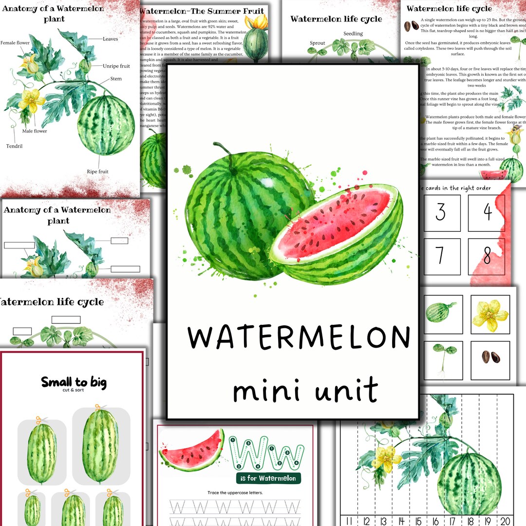 Watermelon Mini Unit Study, Summer Activity, Fruit Activity, Watermelon ...