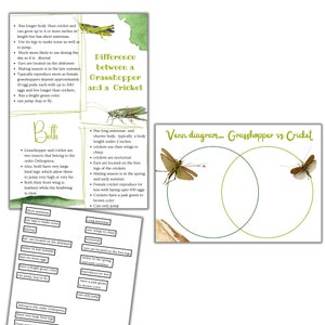 Grasshopper Mini Unit Study, Grasshopper Activities, Insects Study ...