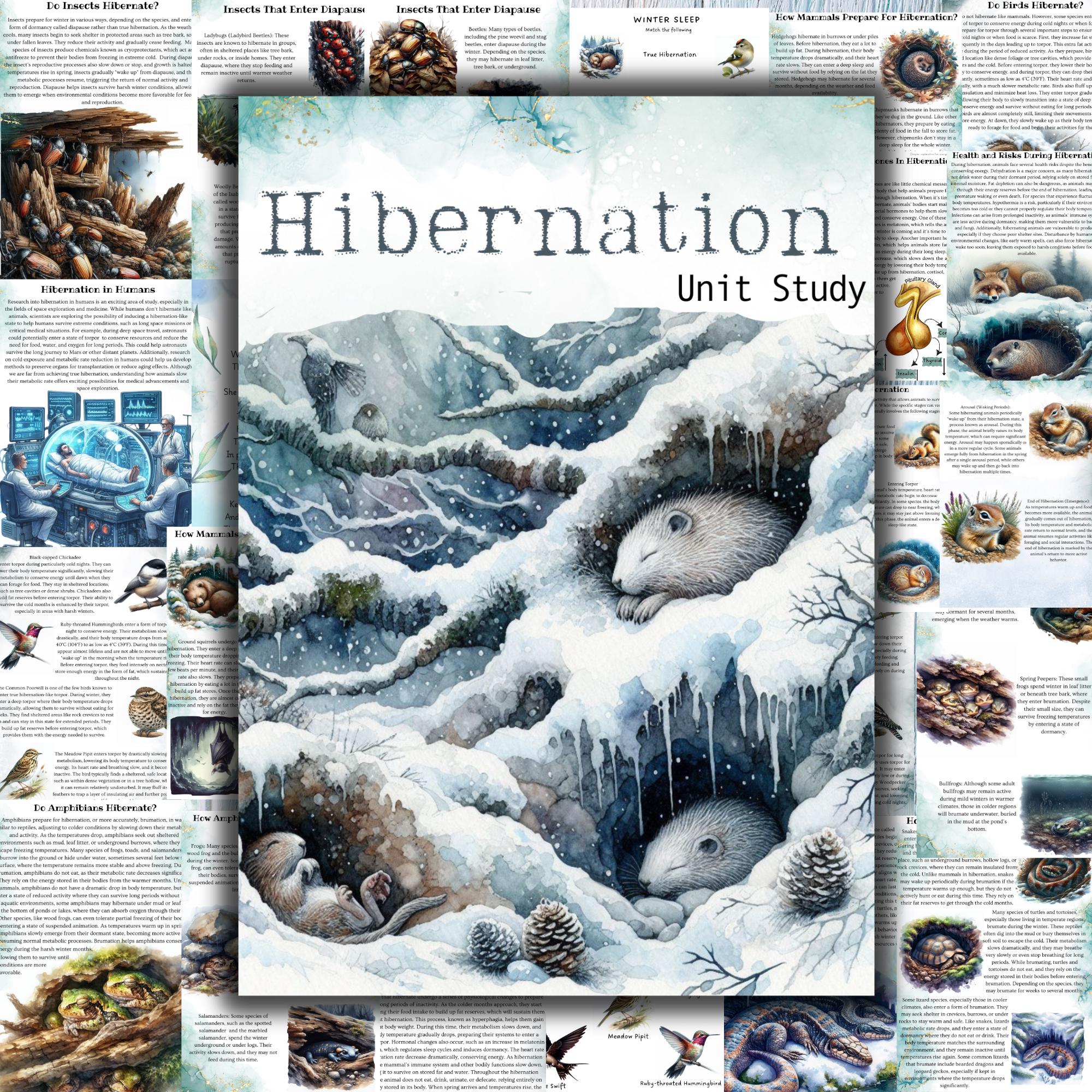 Hibernation Unit Study, Winter Sleep Unit Study, Winter Unit, Winter ...