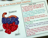 Human Small Intestines Anatomy Printable Activity Small - Etsy Canada