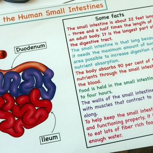 Human Small Intestines Anatomy Printable Activity, Small Intestines ...