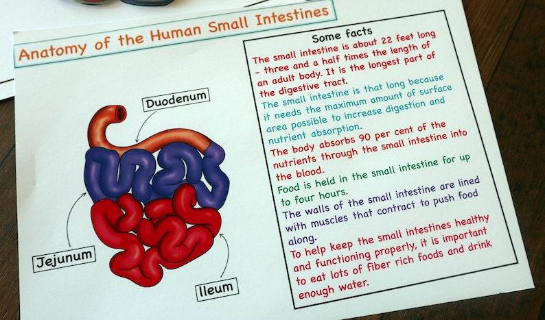 Human Small Intestines Anatomy Printable Activity, Small Intestines ...