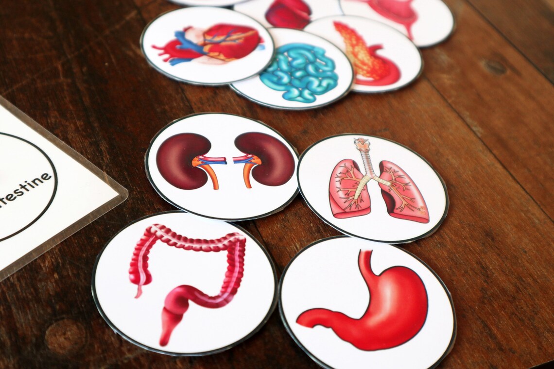 Human Organs Matching Printable Parts of Human Body Flash - Etsy