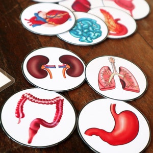 Human Organs Matching Printable, Parts of Human Body Flash Cards ...
