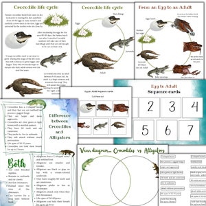 Reptiles Unit Study, Crocodile Unit Study, Turtle Unit Study, Reptiles ...