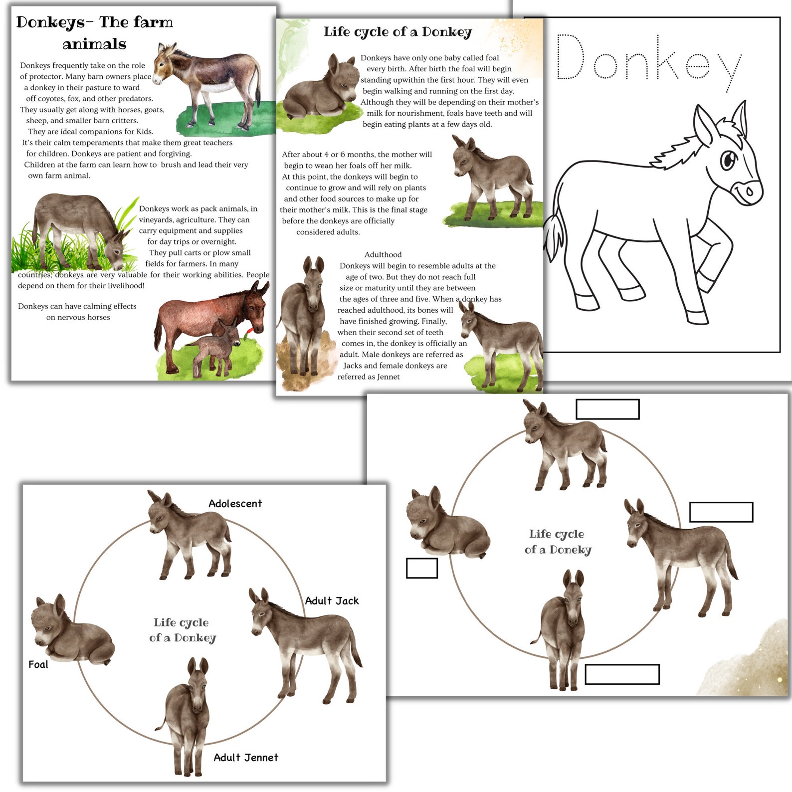 Horse Unit Study, Horse 3 Part Cards, Horse Activities, Horse ...