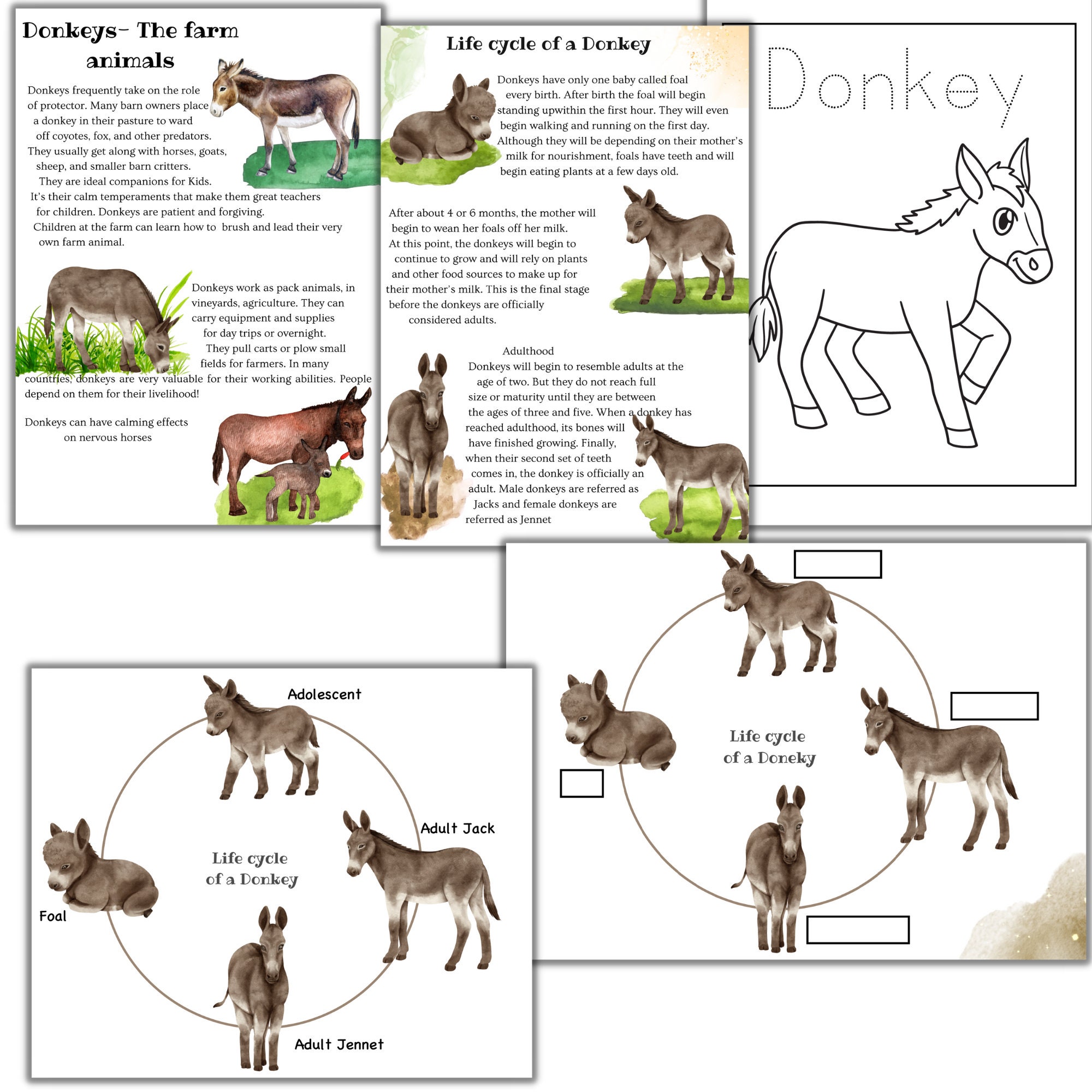 Horse Unit Study, Horse 3 Part Cards, Horse Activities, Horse ...