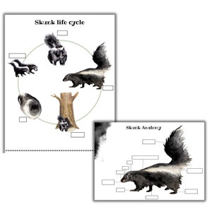 Skunk Mini Unit Study, Skunk Anatomy, Skunk Life Cycle, Summer Activity ...