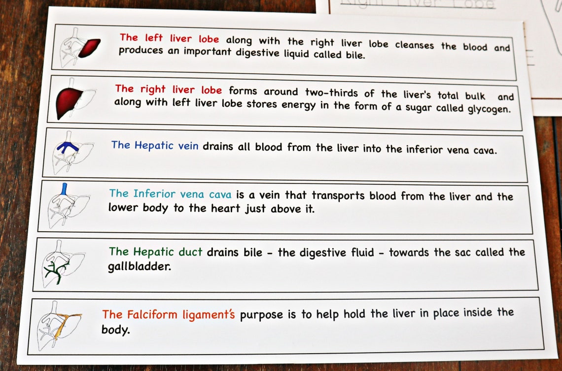 Human Liver Anatomy Printable Activity, Liver Puzzle, Liver ...