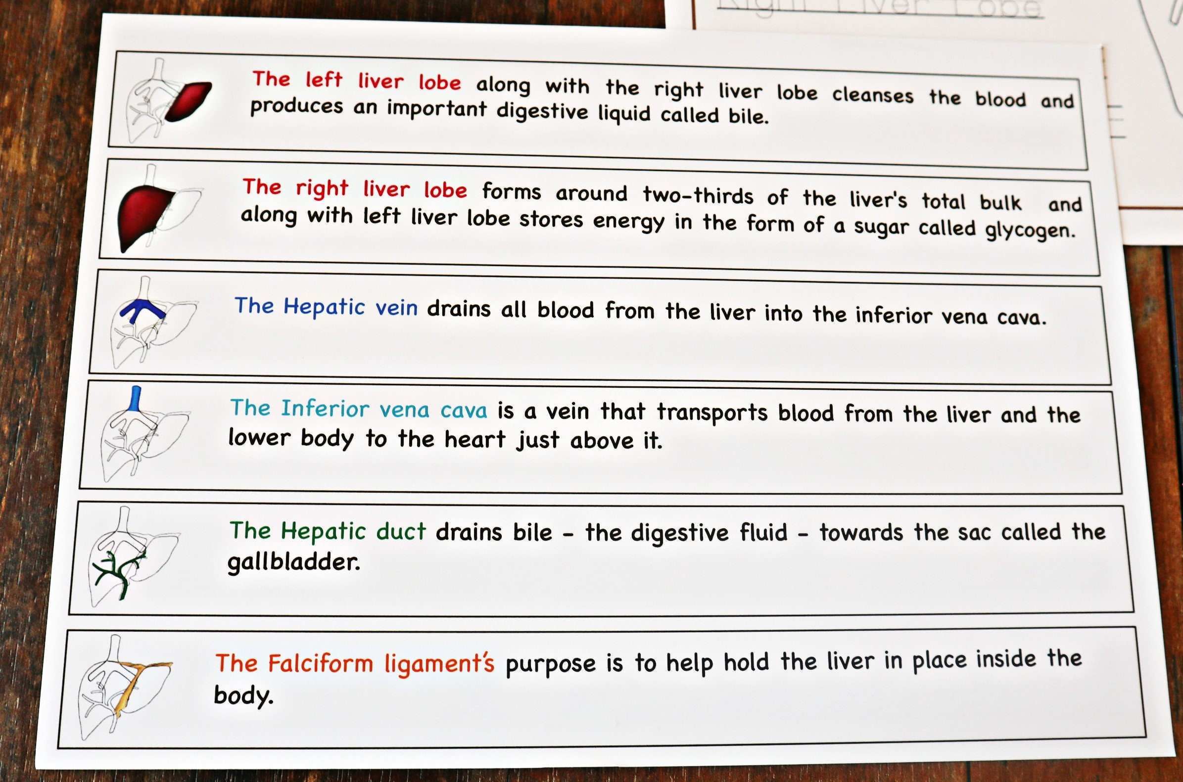 Human Liver Anatomy Printable Activity, Liver Puzzle, Liver ...