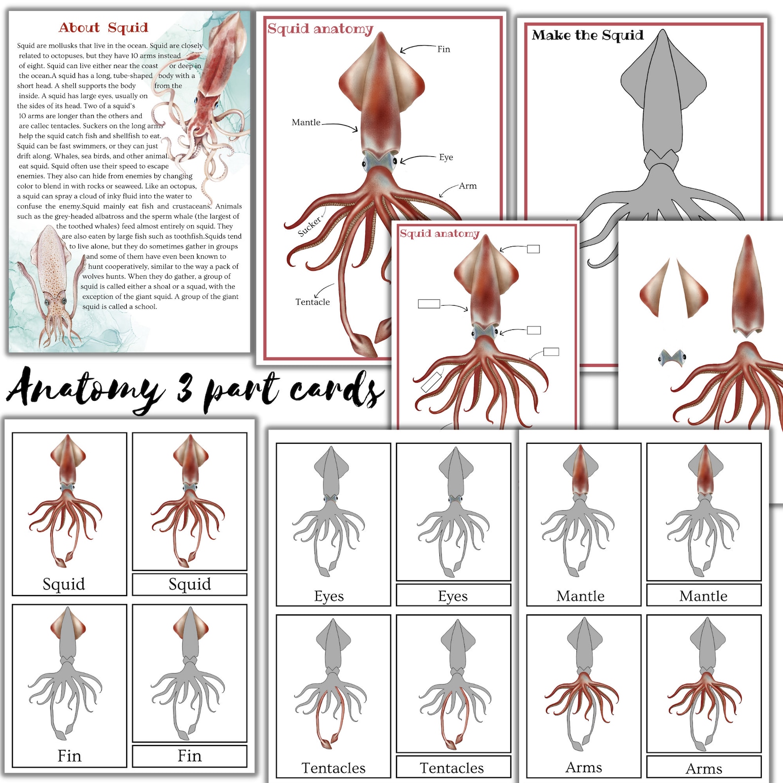 Squid Mini Unit Study, Mollusk Study, Sea Animals Activities, Squid ...