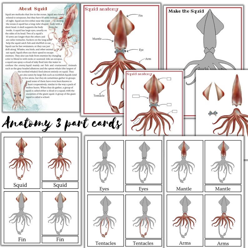 Squid Mini Unit Study, Mollusk Study, Sea Animals Activities, Squid ...