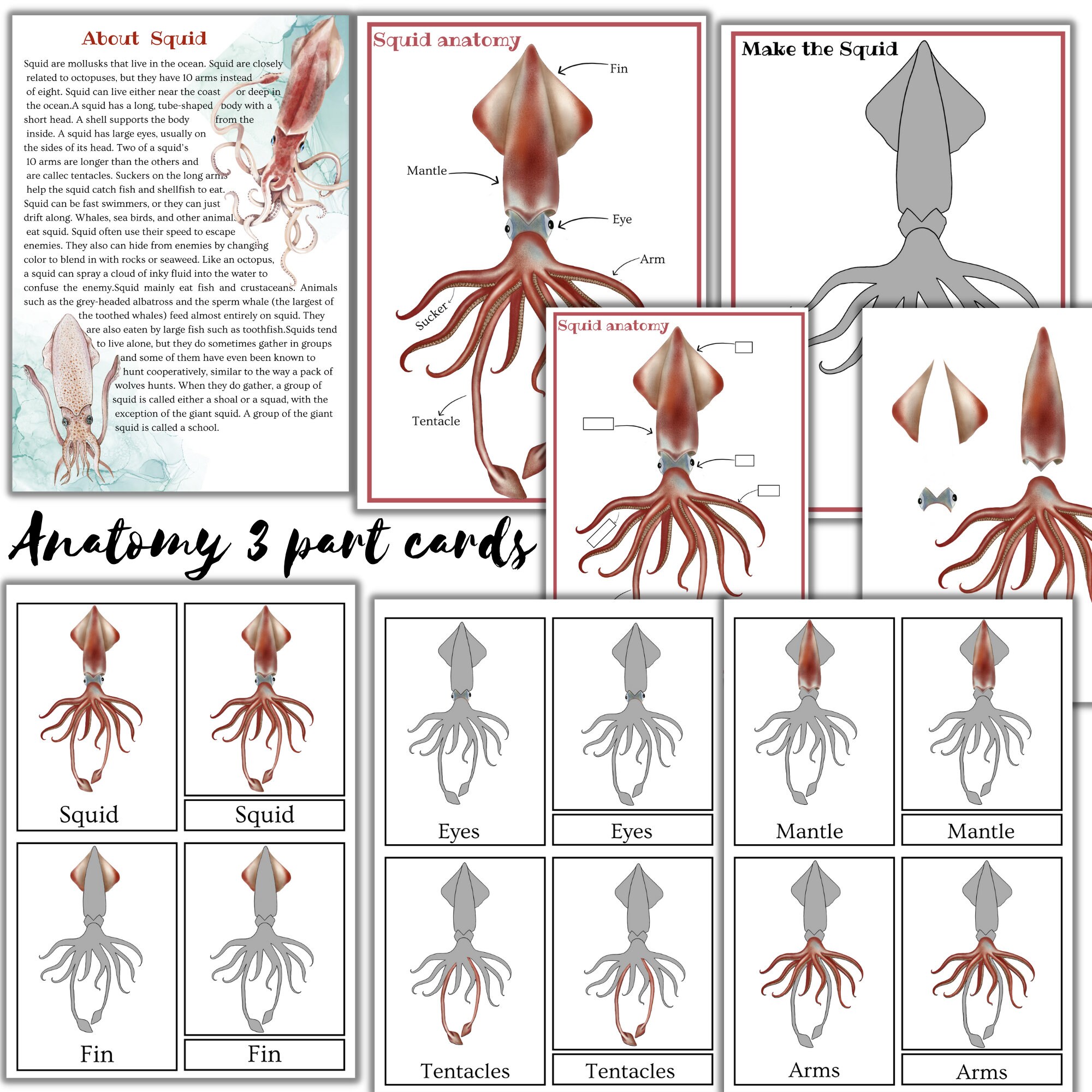 Squid Mini Unit Study, Mollusk Study, Sea Animals Activities, Squid ...