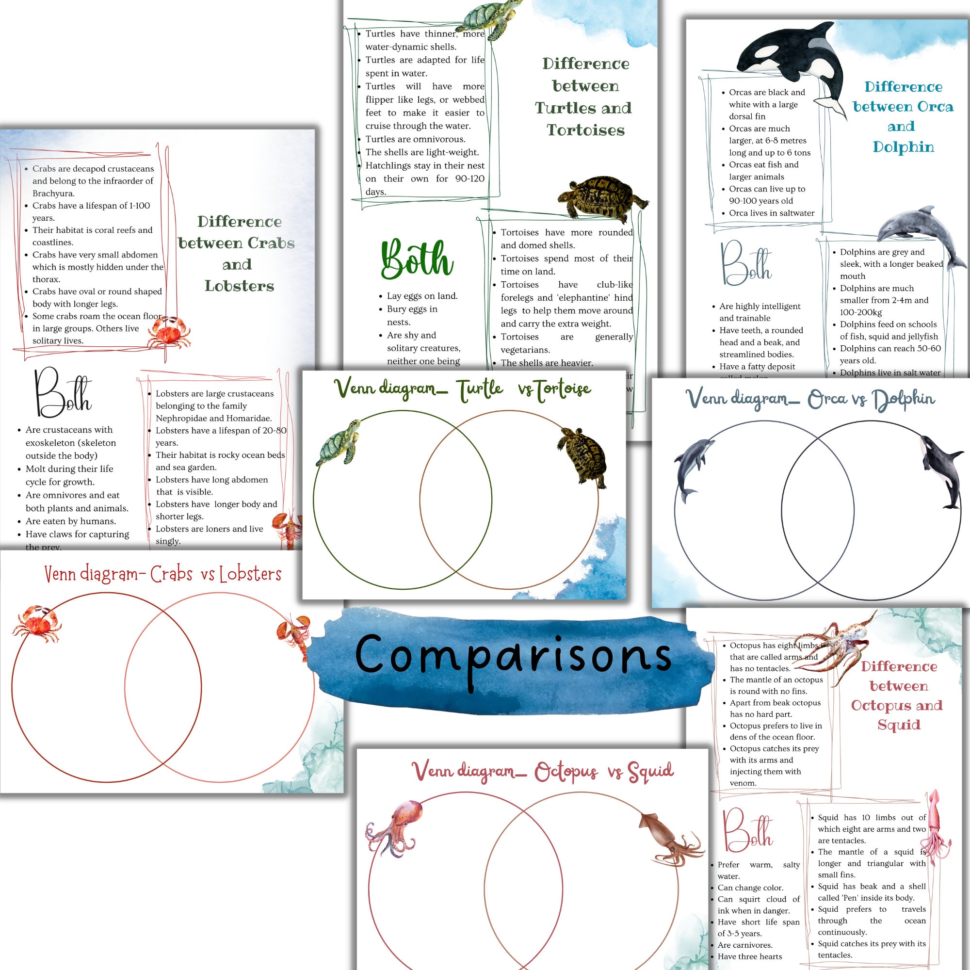 Ocean Unit Study, Ocean Layers, Ocean Animals Study, Ocean Families ...
