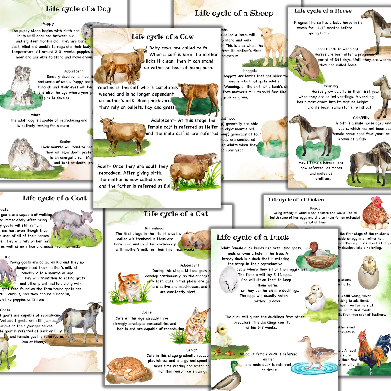 Farm Unit Study, Chicken Unit Study, Farm Animals Activities, Pea Plant ...