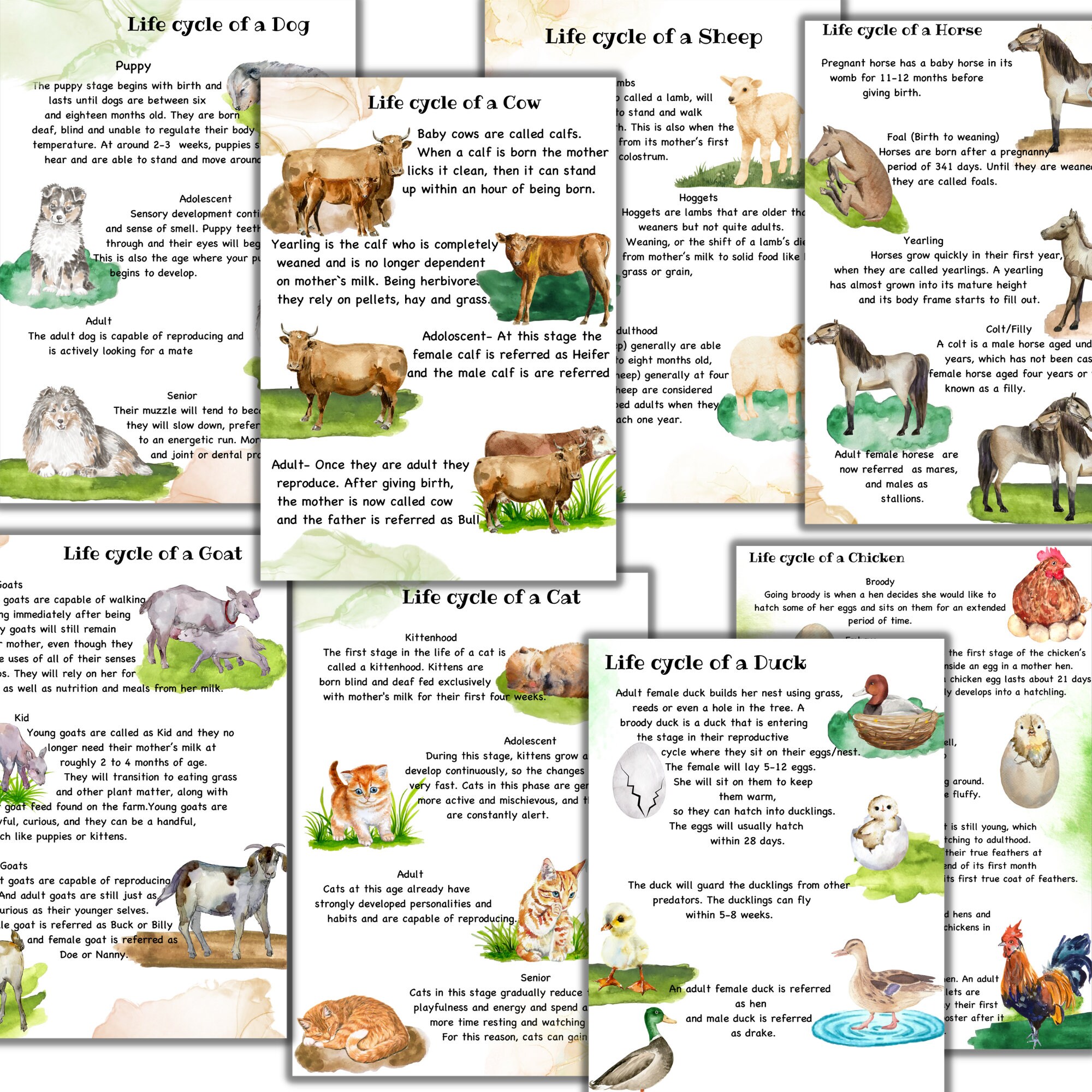 Farm Unit Study, Chicken Unit Study, Farm Animals Activities, Pea Plant ...
