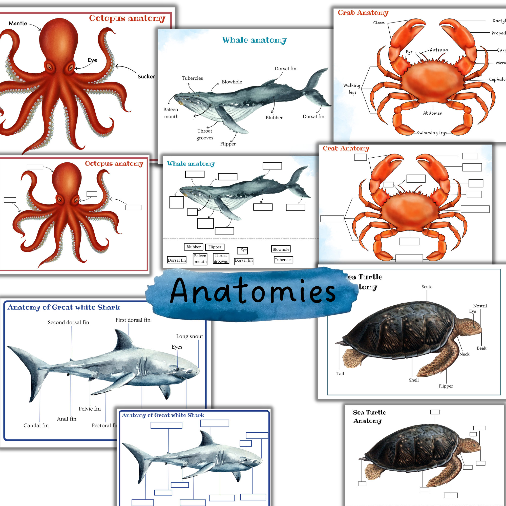 Ocean Unit Study, Ocean Layers, Ocean Animals Study, Ocean Families ...