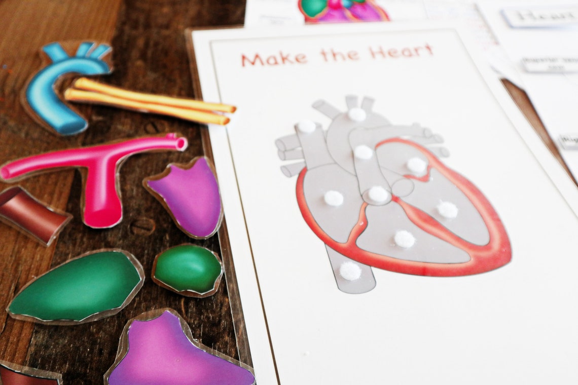 Human Heart Anatomy Printable Activity Heart Puzzle Heart - Etsy UK