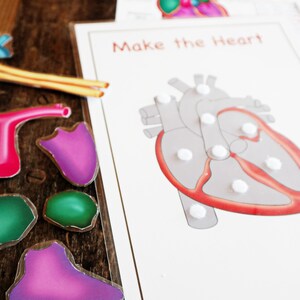 Human Heart Anatomy Printable Activity, Heart Puzzle, Heart ...