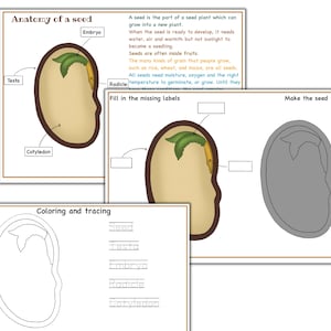 Garden Unit Study, Roots Anatomy, Seed Anatomy, Soil Layers, Roots ...