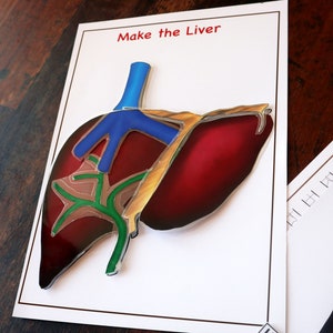 Human Liver Anatomy Printable Activity, Liver Puzzle, Liver ...