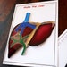 Human Liver Anatomy Printable Activity, Liver Puzzle, Liver ...