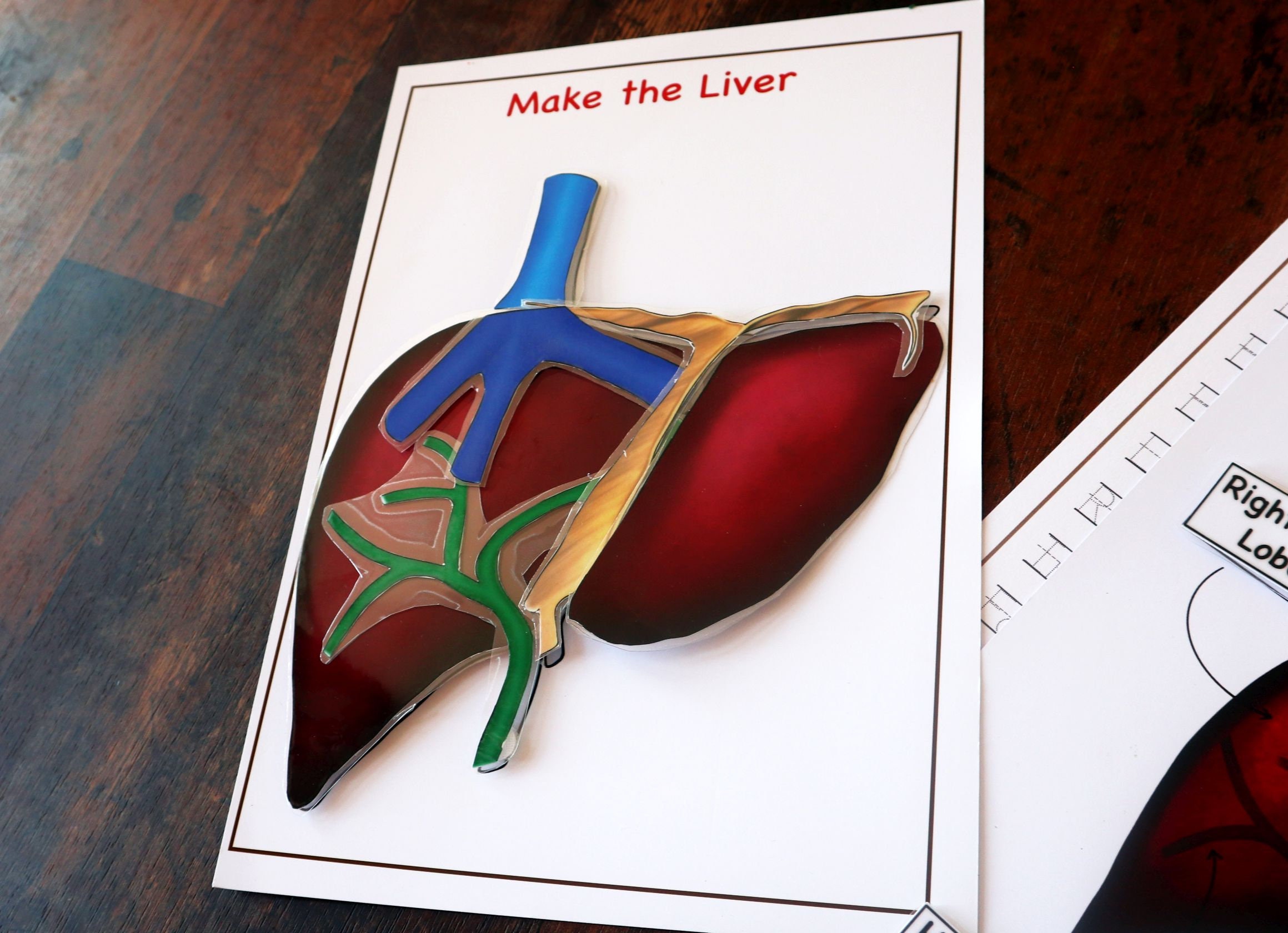 Human Liver Anatomy Printable Activity, Liver Puzzle, Liver ...
