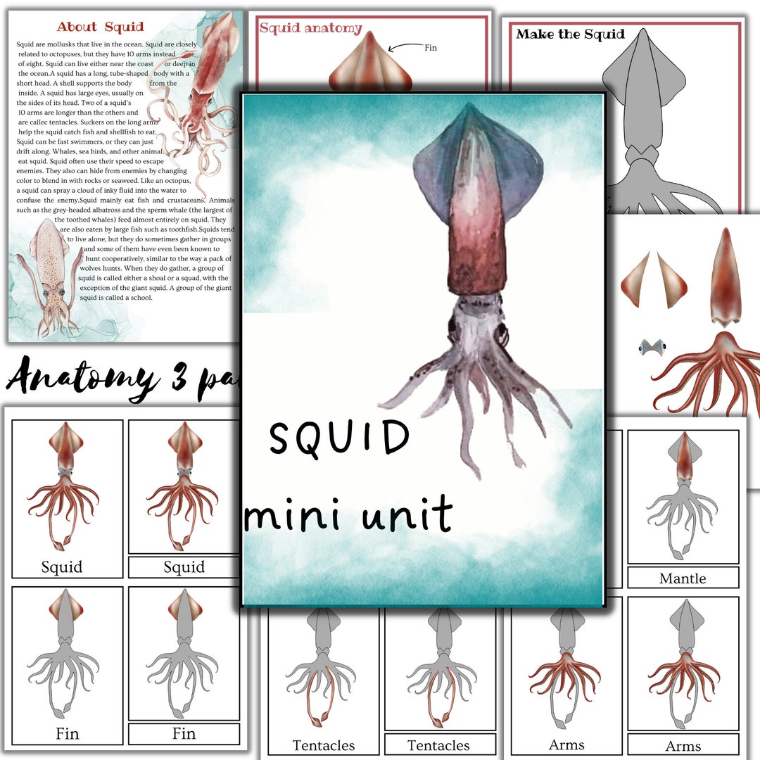 Squid Mini Unit Study, Mollusk Study, Sea Animals Activities, Squid ...