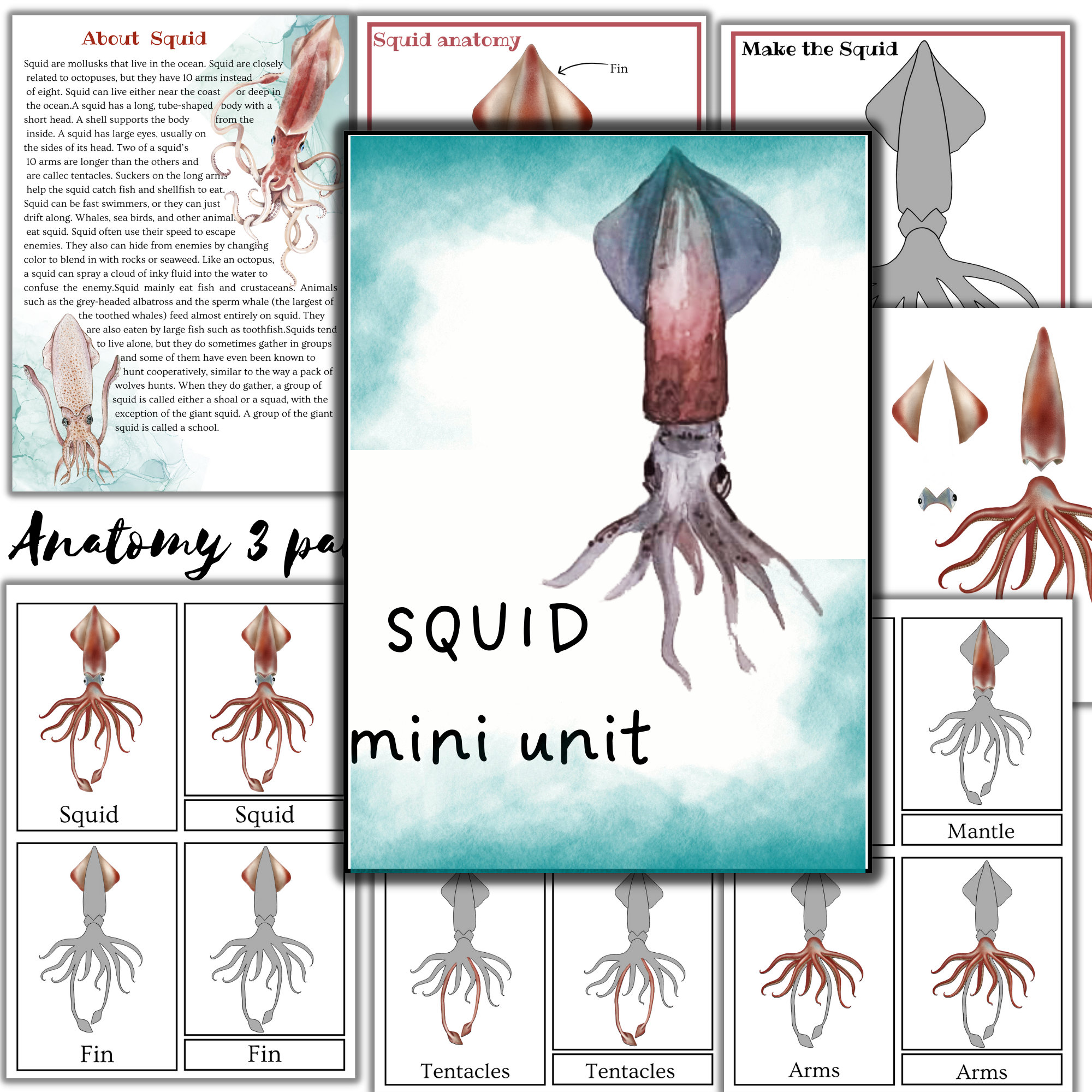 Squid Internal Anatomy Worksheet