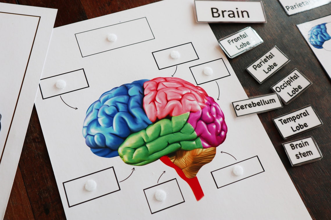 Human Brain Anatomy Printable Activity Brain Puzzle Brain - Etsy